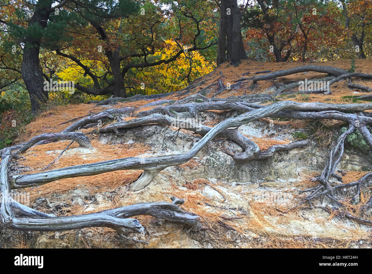 Colorful autumn trees stand guard behind the exposed roots at Starved ...