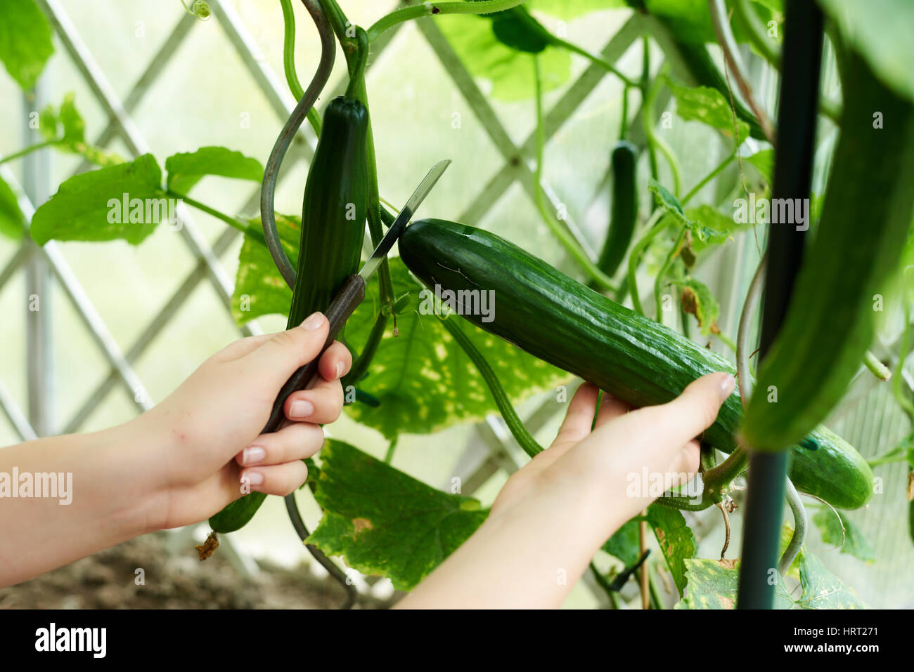 Harvesting cucumbers close up woman hi-res stock photography and images ...