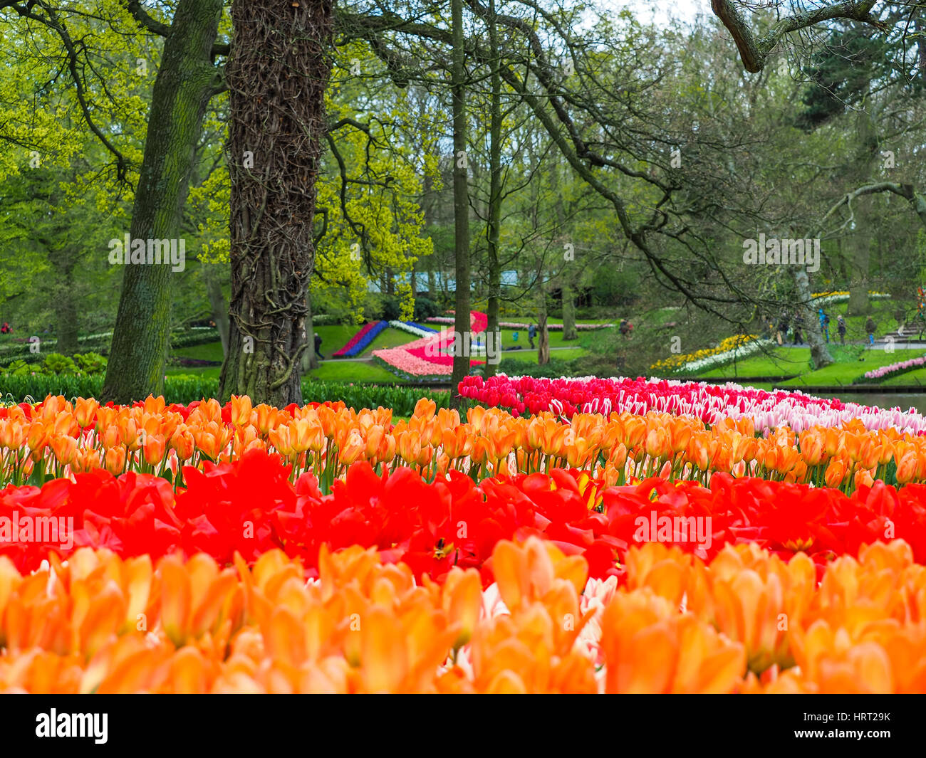 tullips blooming at Keukenhof, The Netherlands Stock Photo - Alamy