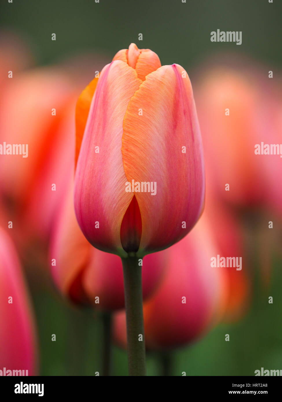 tullips blooming at Keukenhof, The Netherlands Stock Photo - Alamy