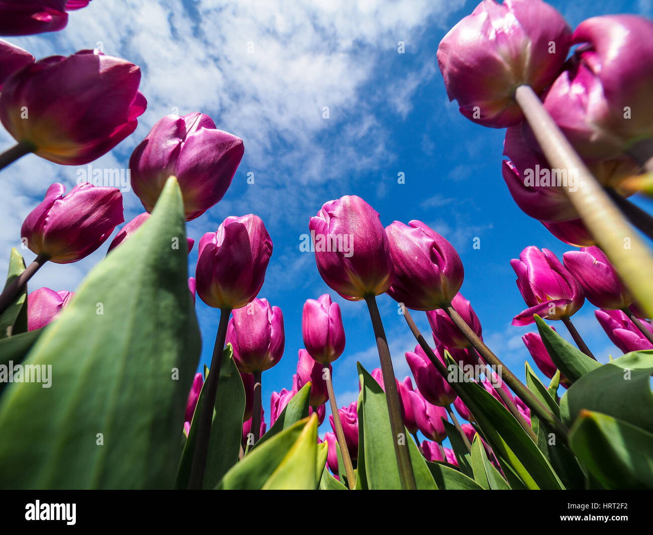 Field of pink tulips, Netherland Stock Photo - Alamy