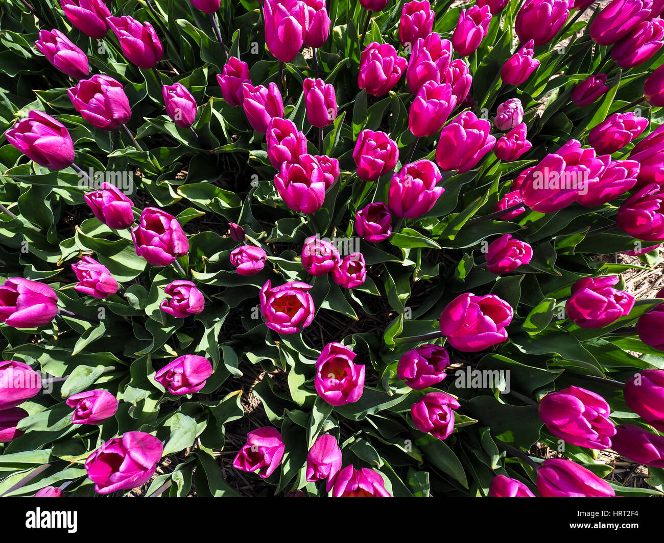 Field of pink tulips, Netherland Stock Photo - Alamy