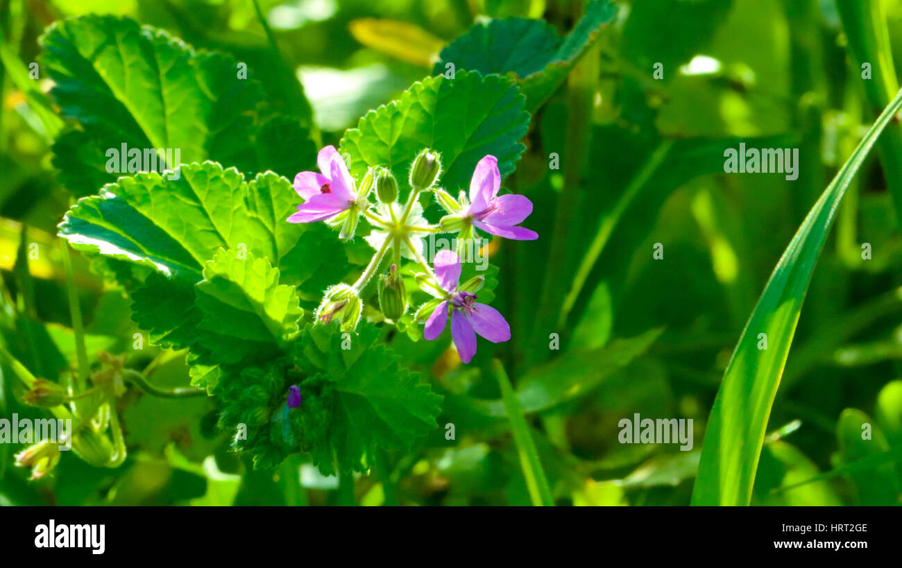 Spring time plants hi-res stock photography and images - Alamy
