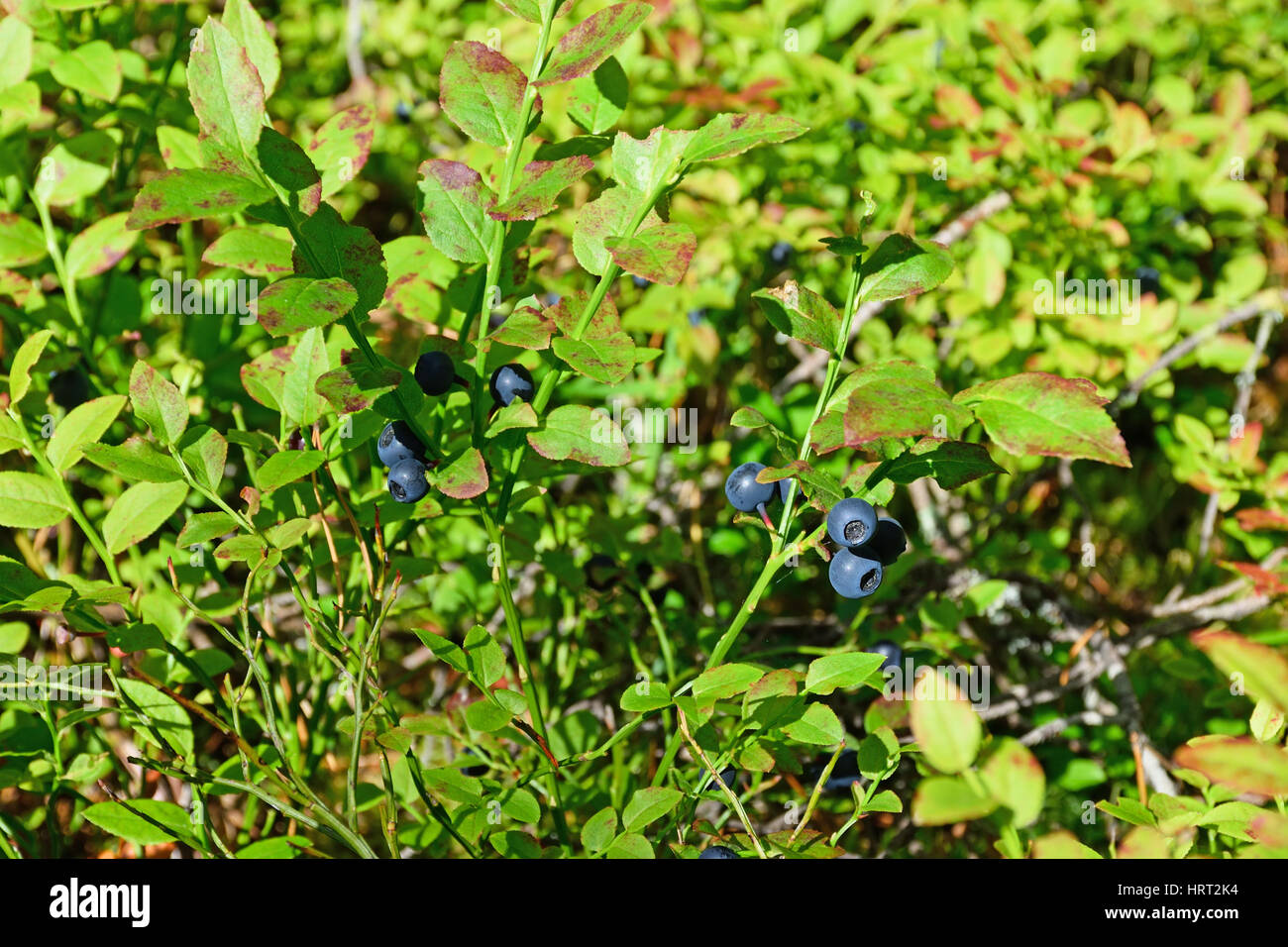 A large Bush of ripe bilberry close up under sunlight Stock Photo - Alamy