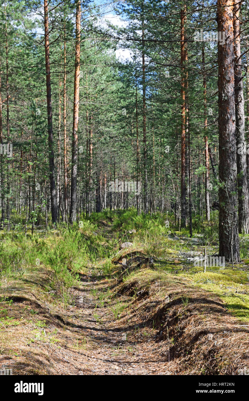 Fire overgrown ditch in a pine forest on a Sunny day Stock Photo - Alamy