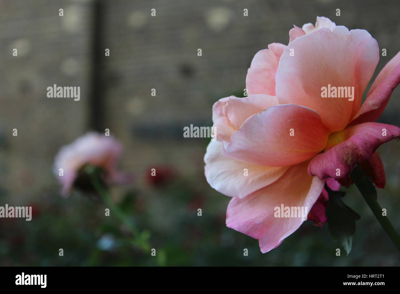 Pink rose in Poland Stock Photo - Alamy