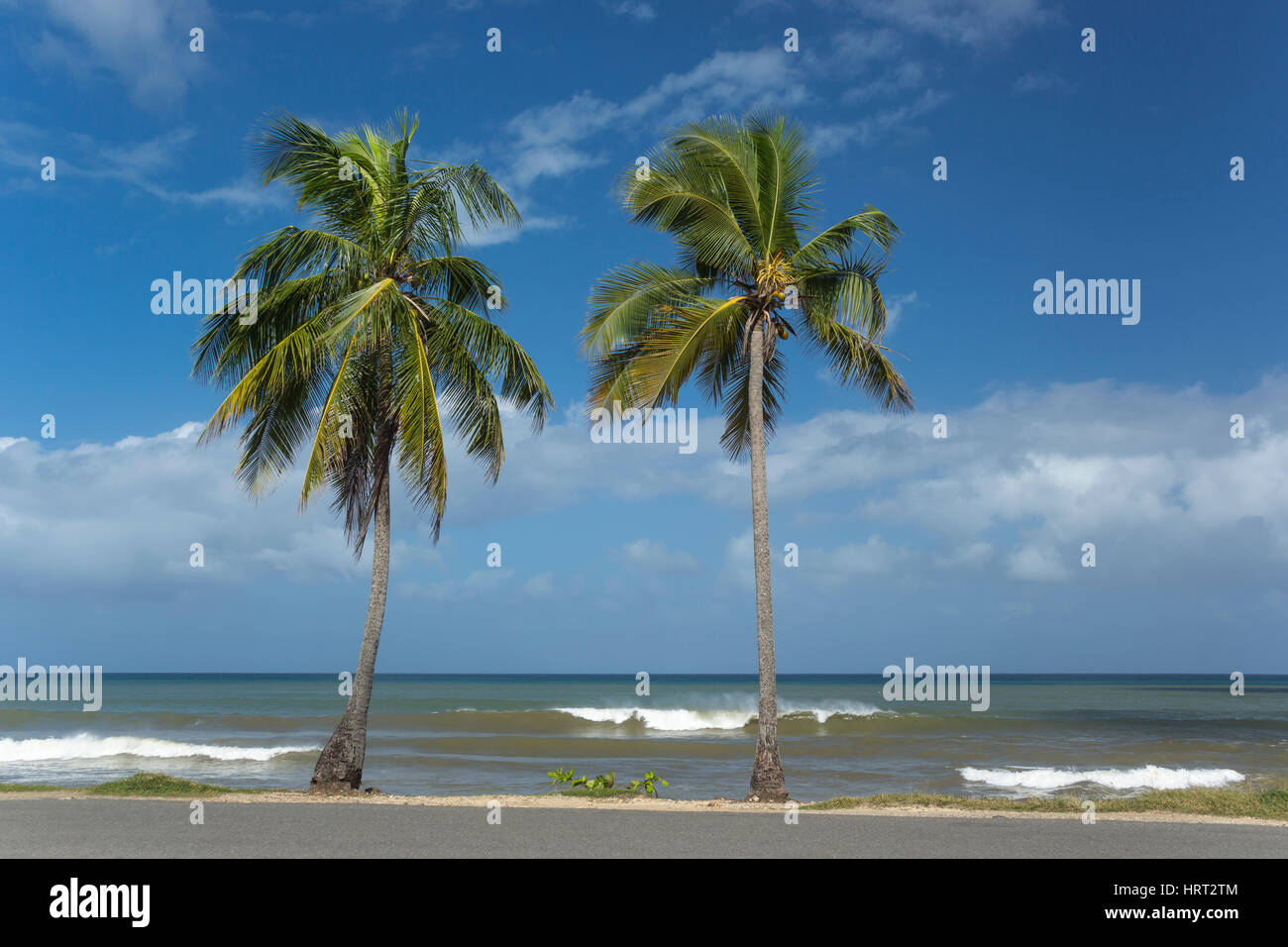 TALL PALM TREES PLAYA CAM BEACH AGUADA PUERTO RICO Stock Photo - Alamy