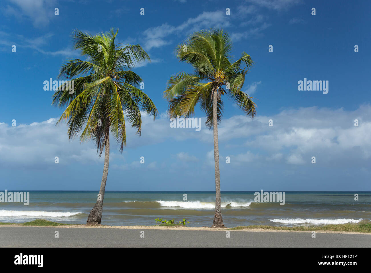 TALL PALM TREES PLAYA CAM BEACH AGUADA PUERTO RICO Stock Photo - Alamy