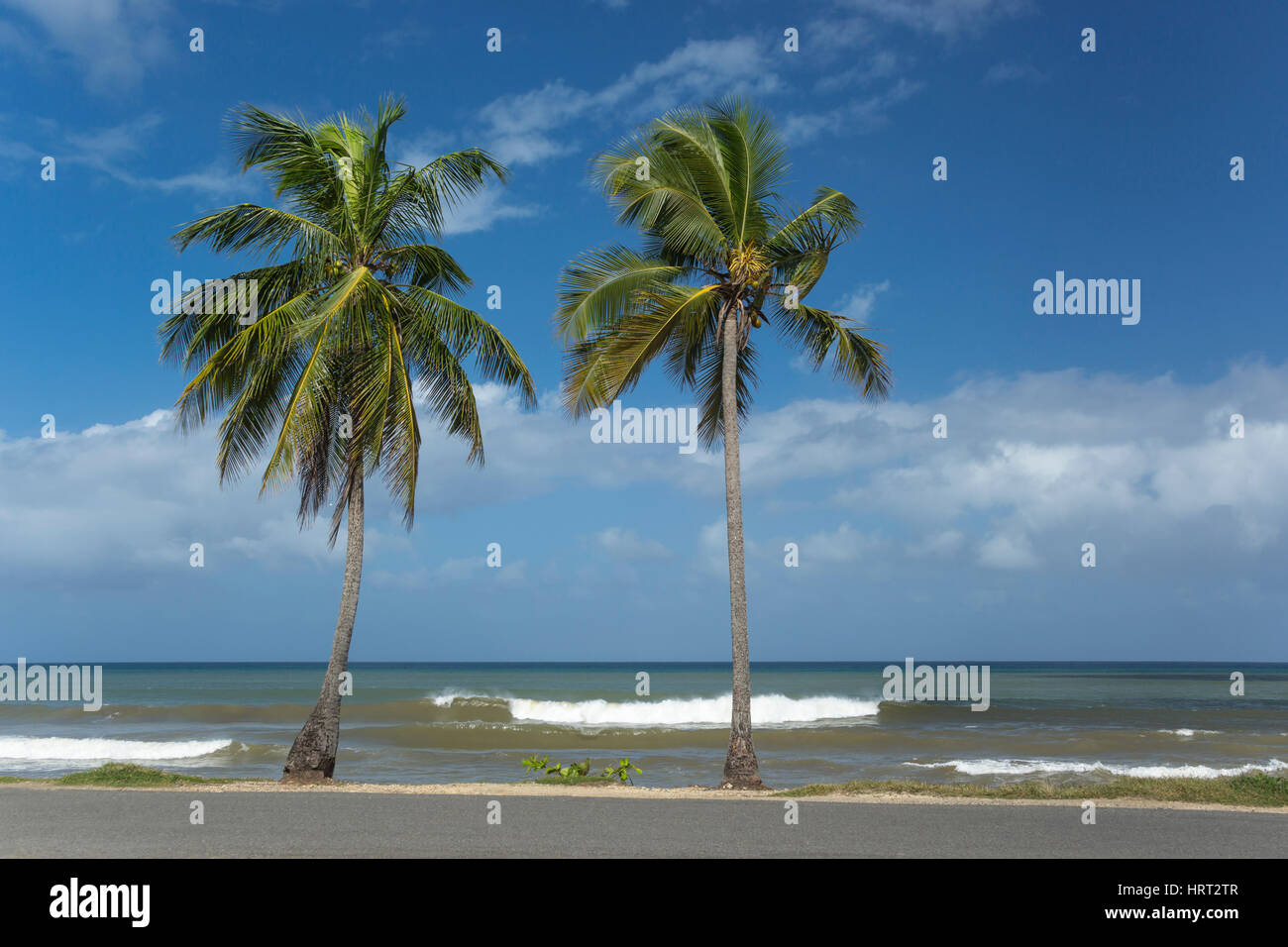 TALL PALM TREES PLAYA CAM BEACH AGUADA PUERTO RICO Stock Photo - Alamy