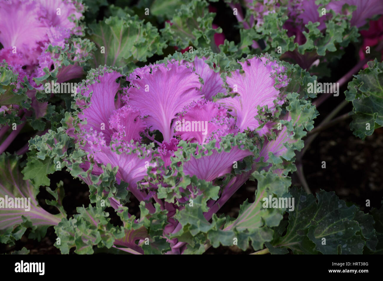 Edible purple leaves hi-res stock photography and images - Alamy