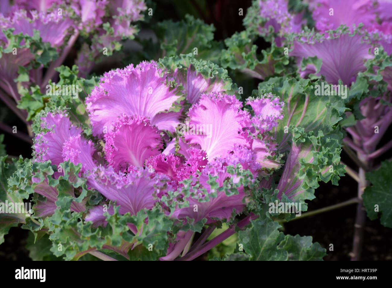 Edible purple leaves hi-res stock photography and images - Alamy