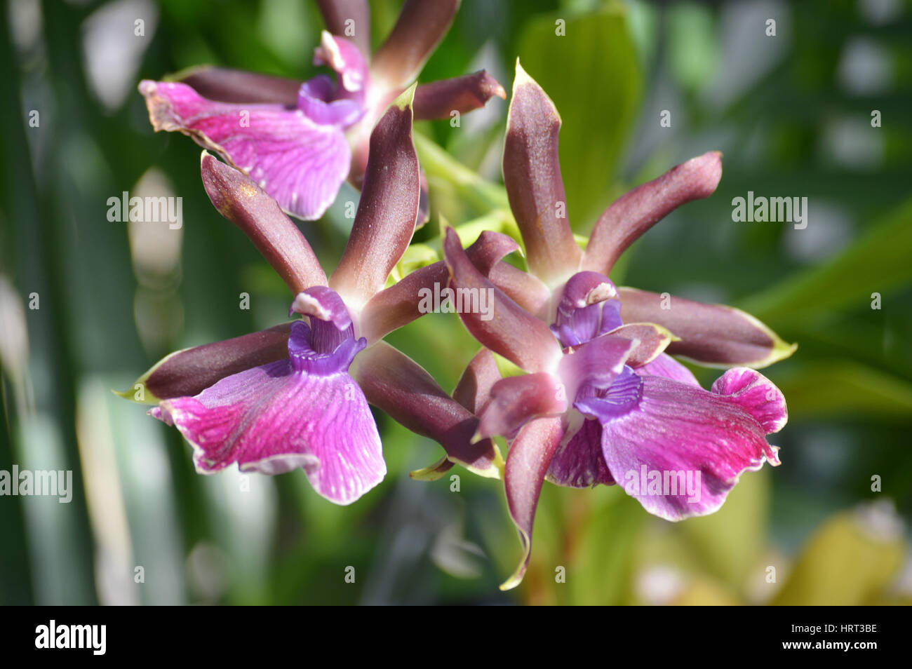 Purple flower with five petals hi-res stock photography and images - Alamy