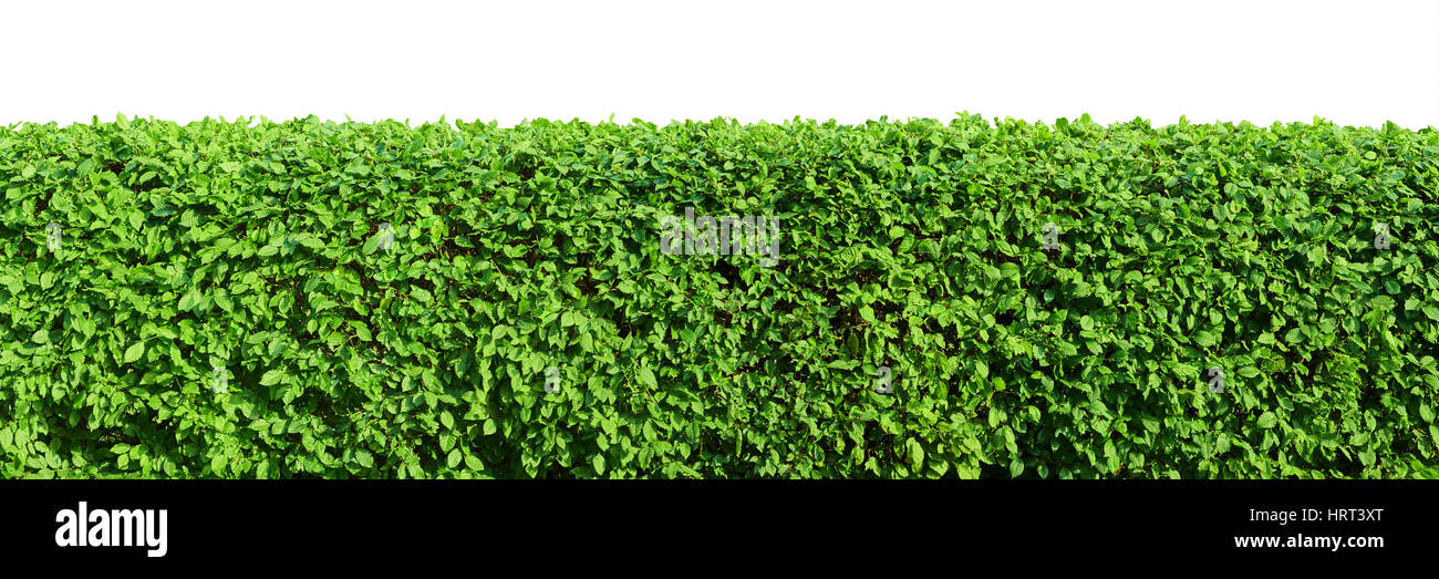 Hedge isolated on white background Stock Photo - Alamy