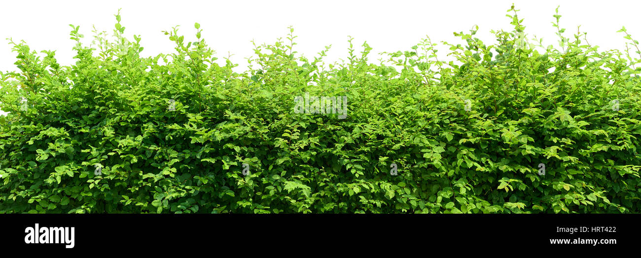 Hedge isolated on white background Stock Photo - Alamy