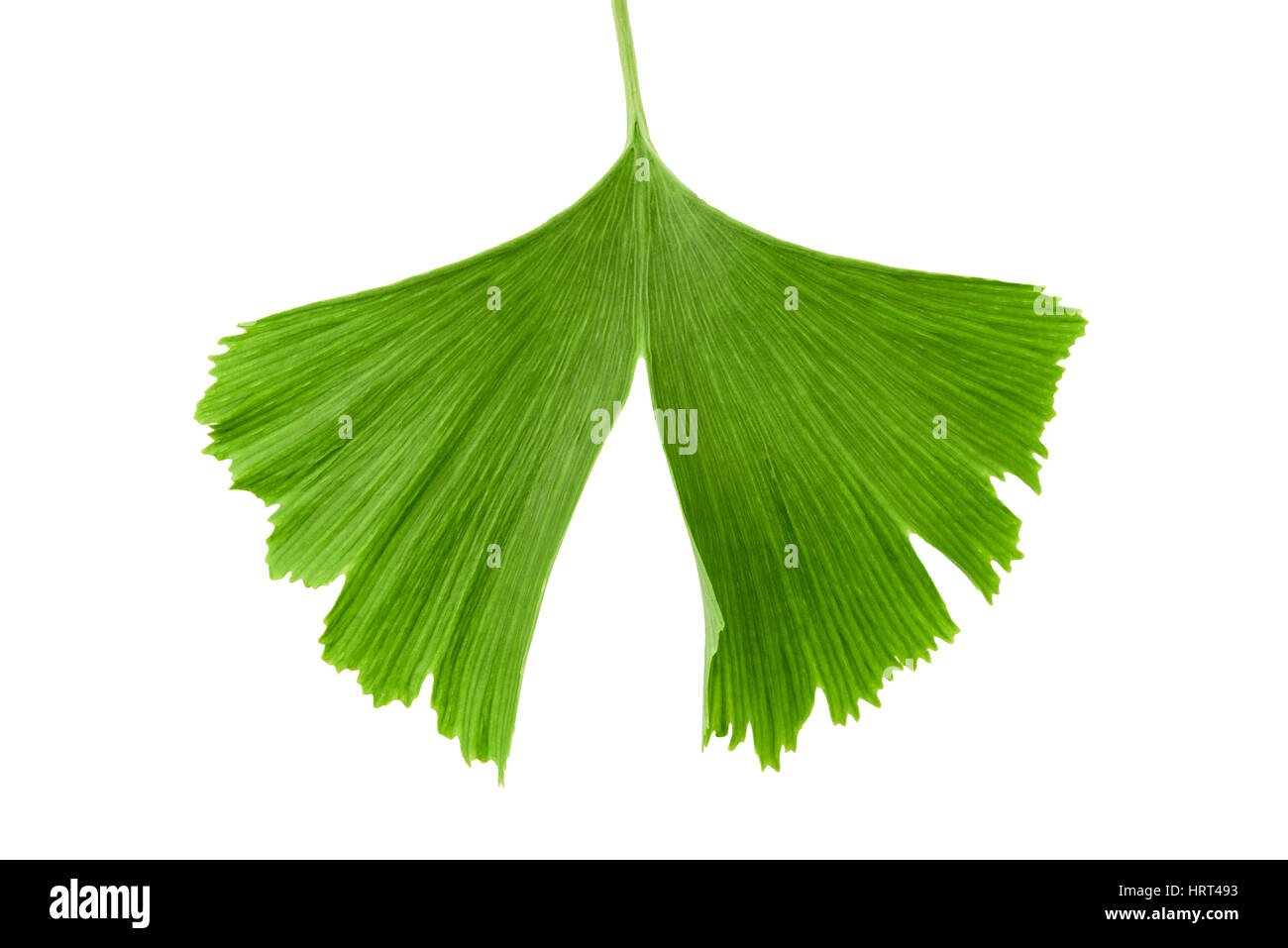 Closeup leaf on ginkgo Cut Out Stock Images & Pictures - Alamy
