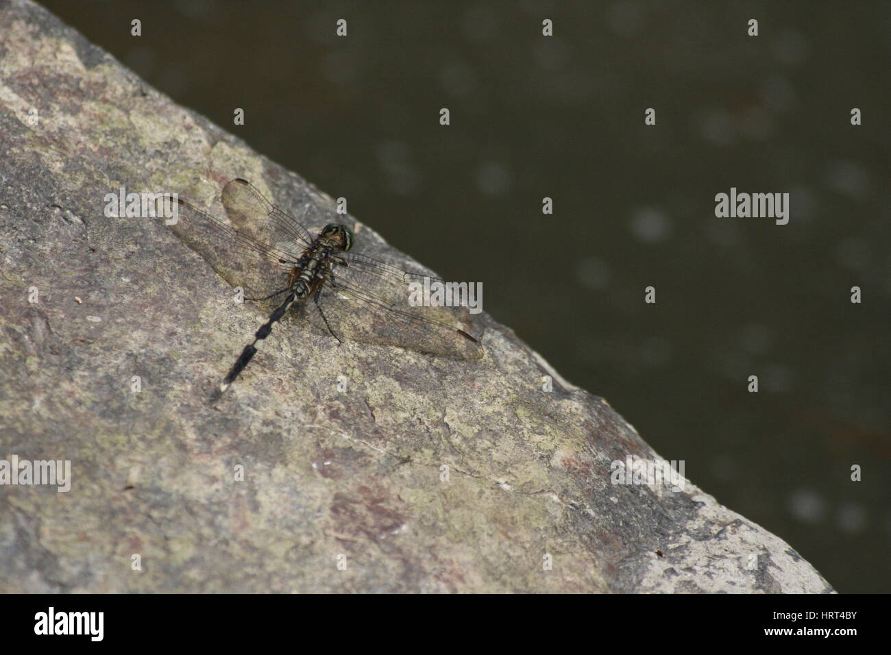 Black dragonfly on rock Stock Photo - Alamy