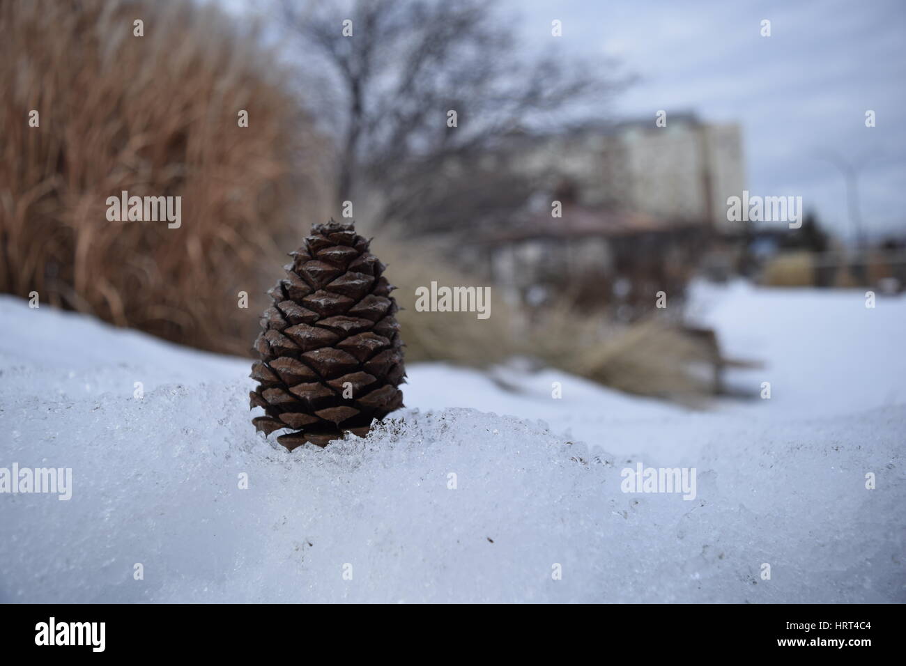 Pine cone on ice Stock Photo - Alamy