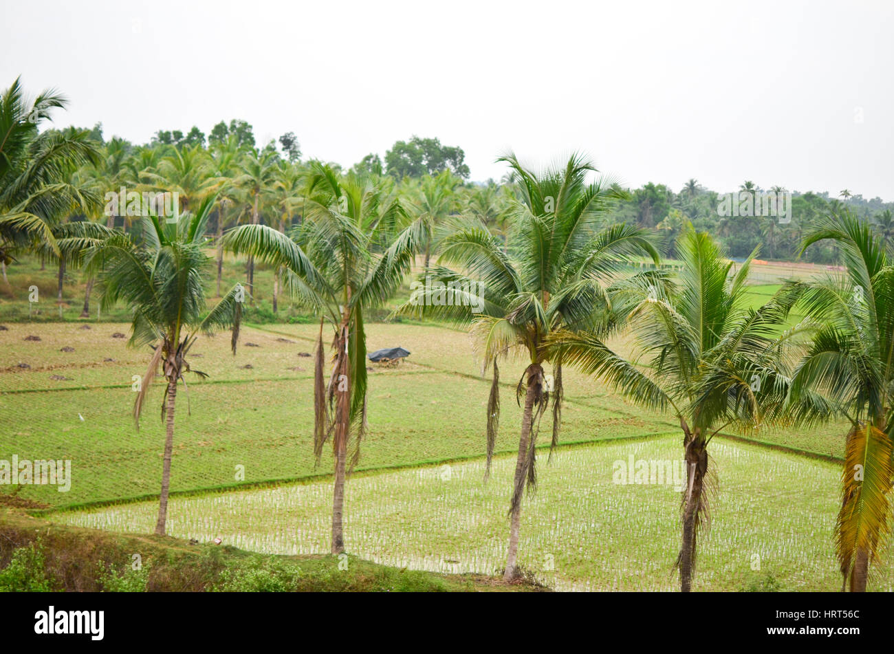 Landscape of rural India. Scene of Goa - Kundapur sector captured ...