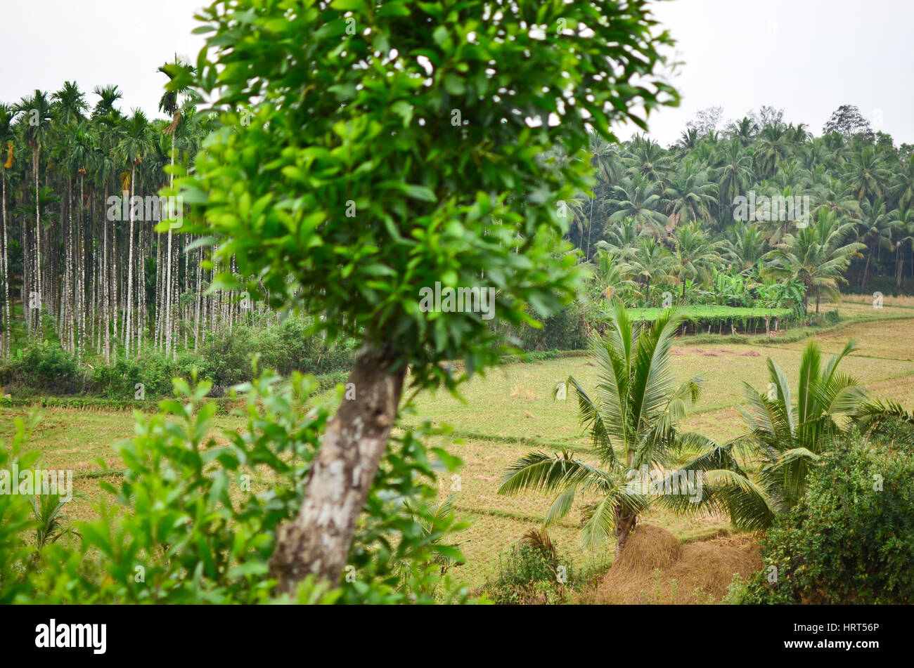 Landscape of rural India. Scene of Goa - Kundapur sector captured ...