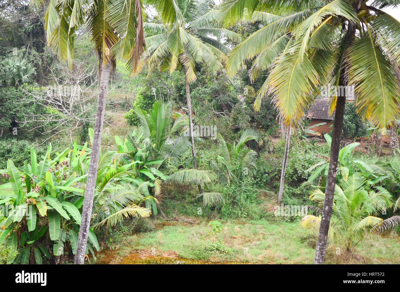 Landscape of rural India. Scene of Goa - Kundapur sector captured ...