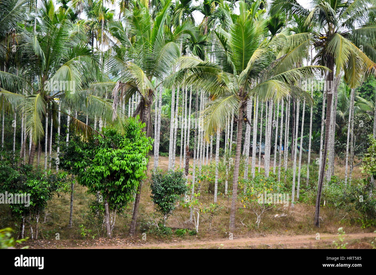 Landscape of rural India. Scene of Goa - Kundapur sector captured ...