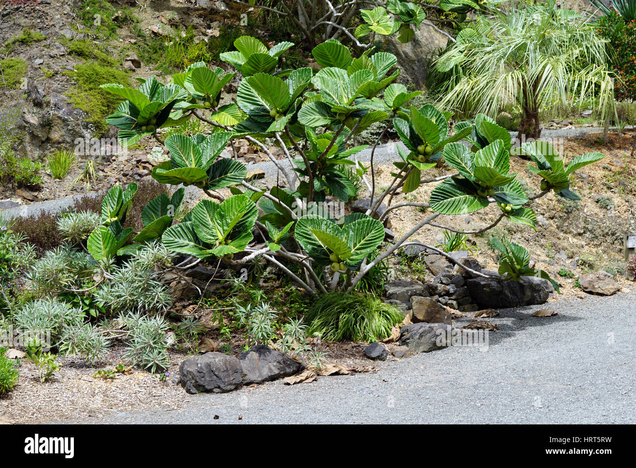 Ficus Dammaropsis, Kapiak, New Guinea Fig, Highland Breadfruit ...