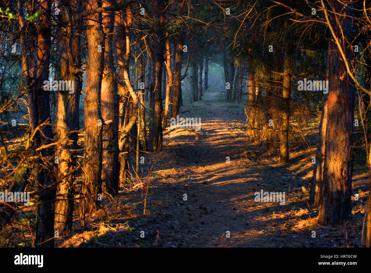 Magic dark forest. leafless trees path and blue fog Stock Photo - Alamy