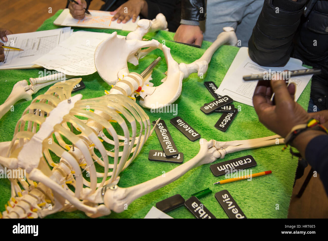 Skeleton st school used to educate students about bones and body parts ...