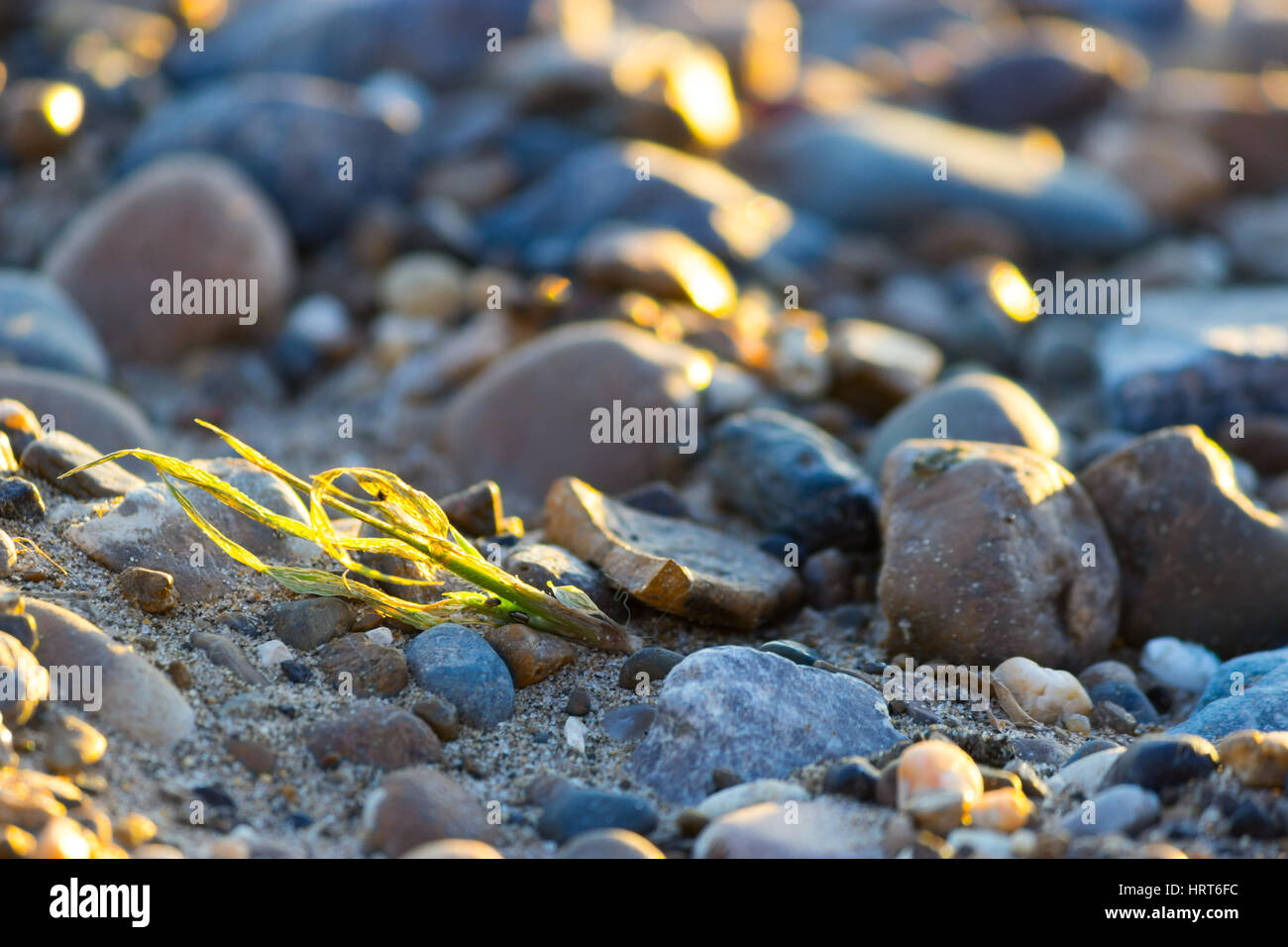 Rounded grey granite rocks beach hi-res stock photography and images ...