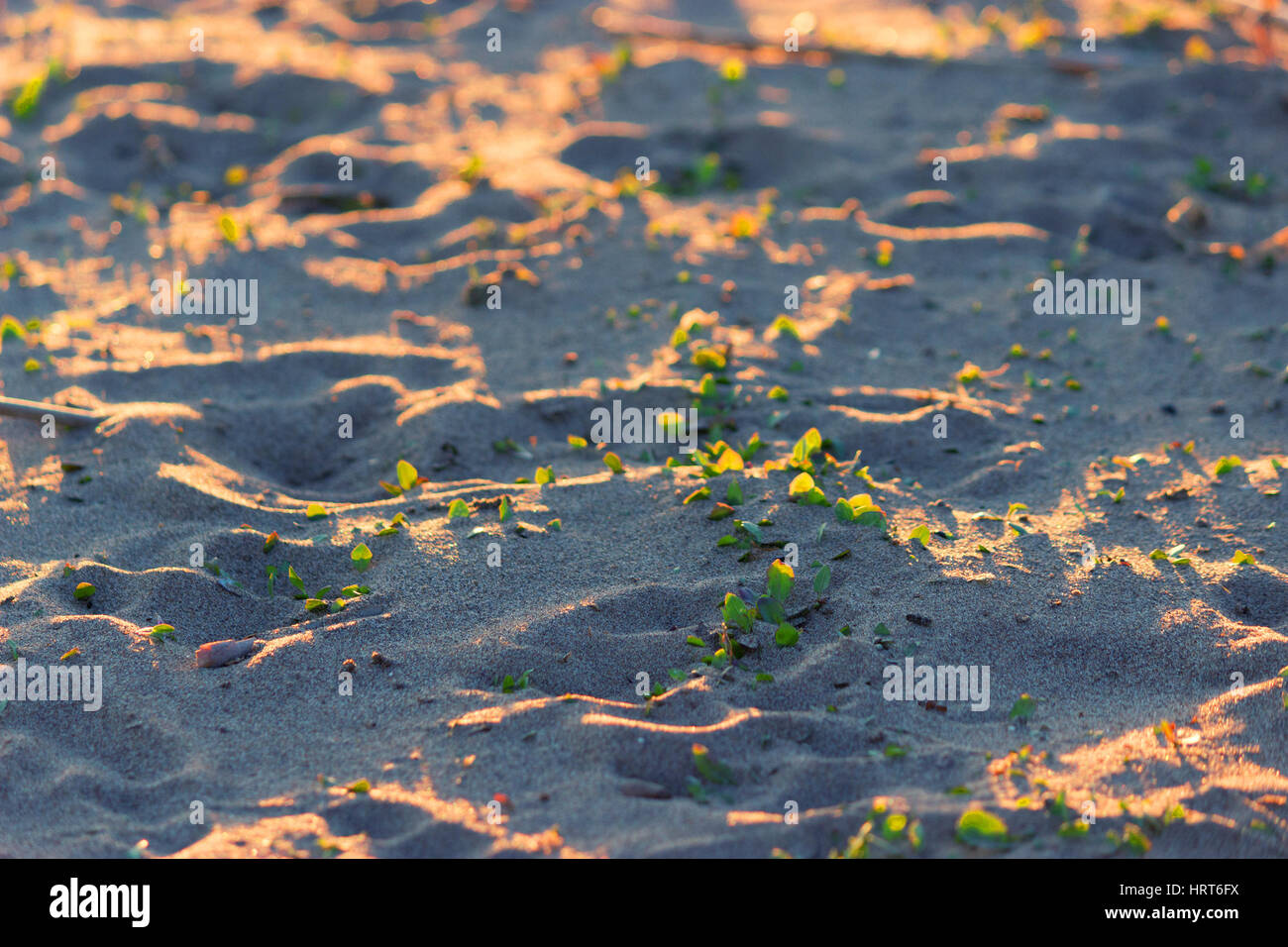 Rounded grey granite rocks beach hi-res stock photography and images ...