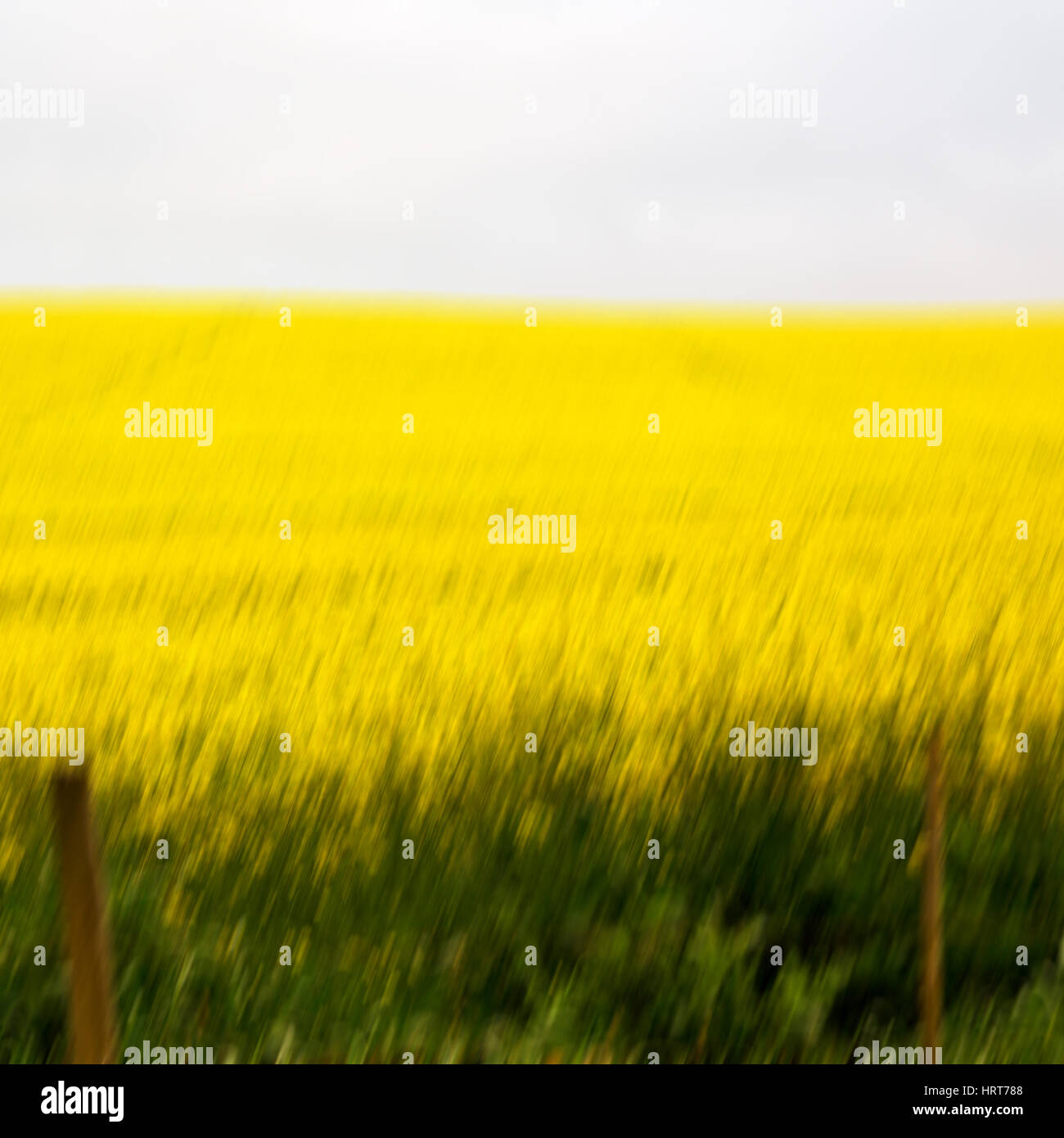 blur in south africa close up of the colza yellow field like texture ...