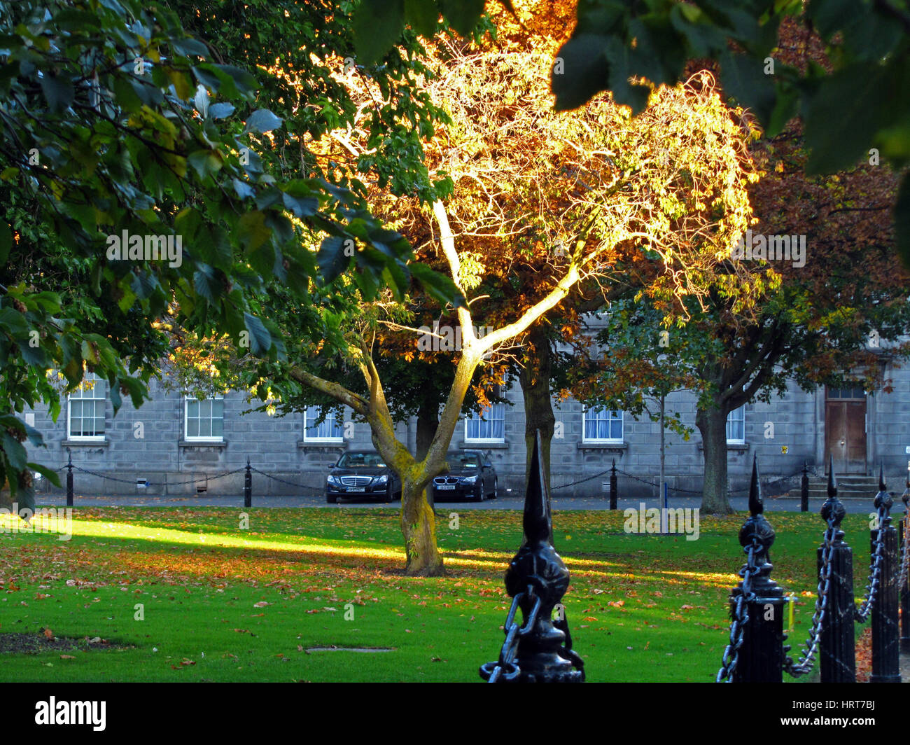 Sunlit Tree at Trinity College, Dublin in Autumn Stock Photo - Alamy