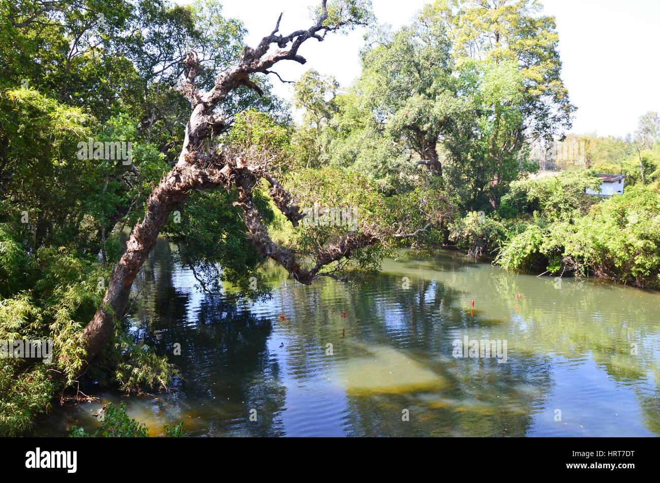 Scenic beauty of Cauvery Nisargadhama reserve forest is a tourist ...
