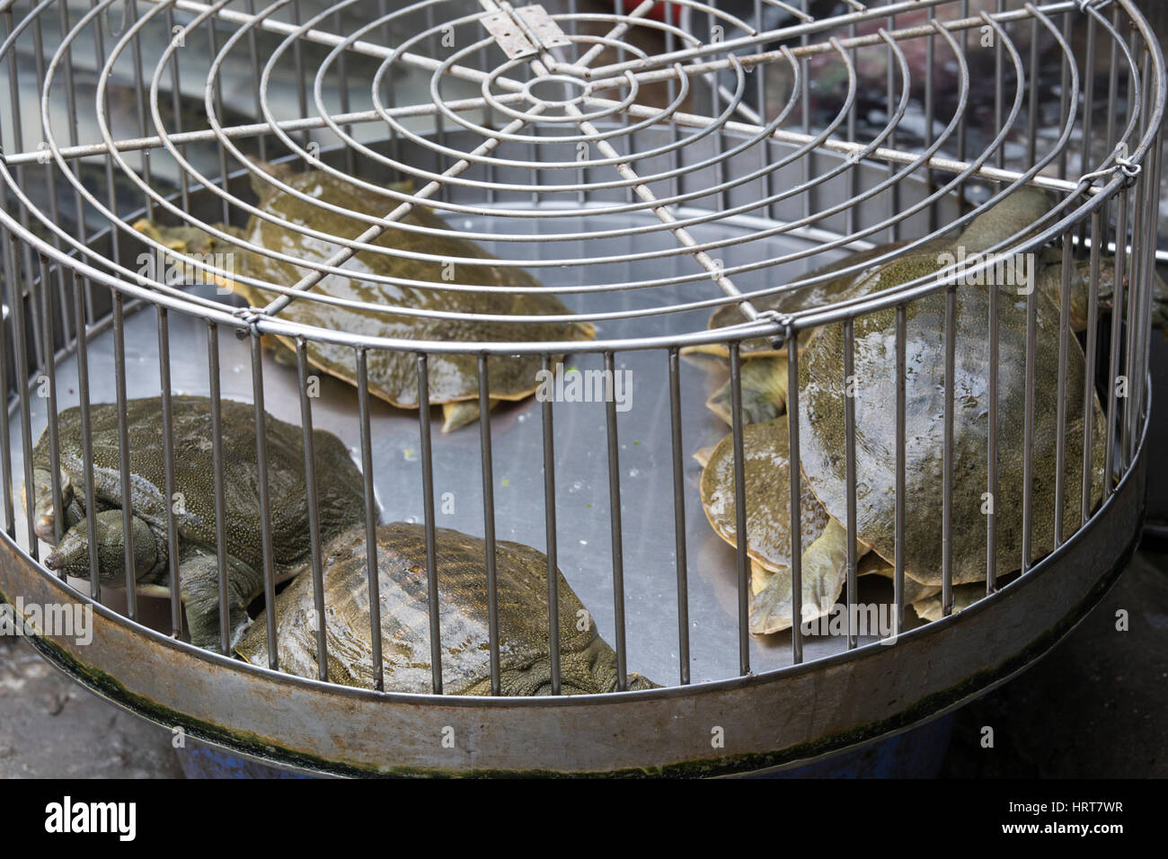 Soft shelled turtle hi-res stock photography and images - Alamy