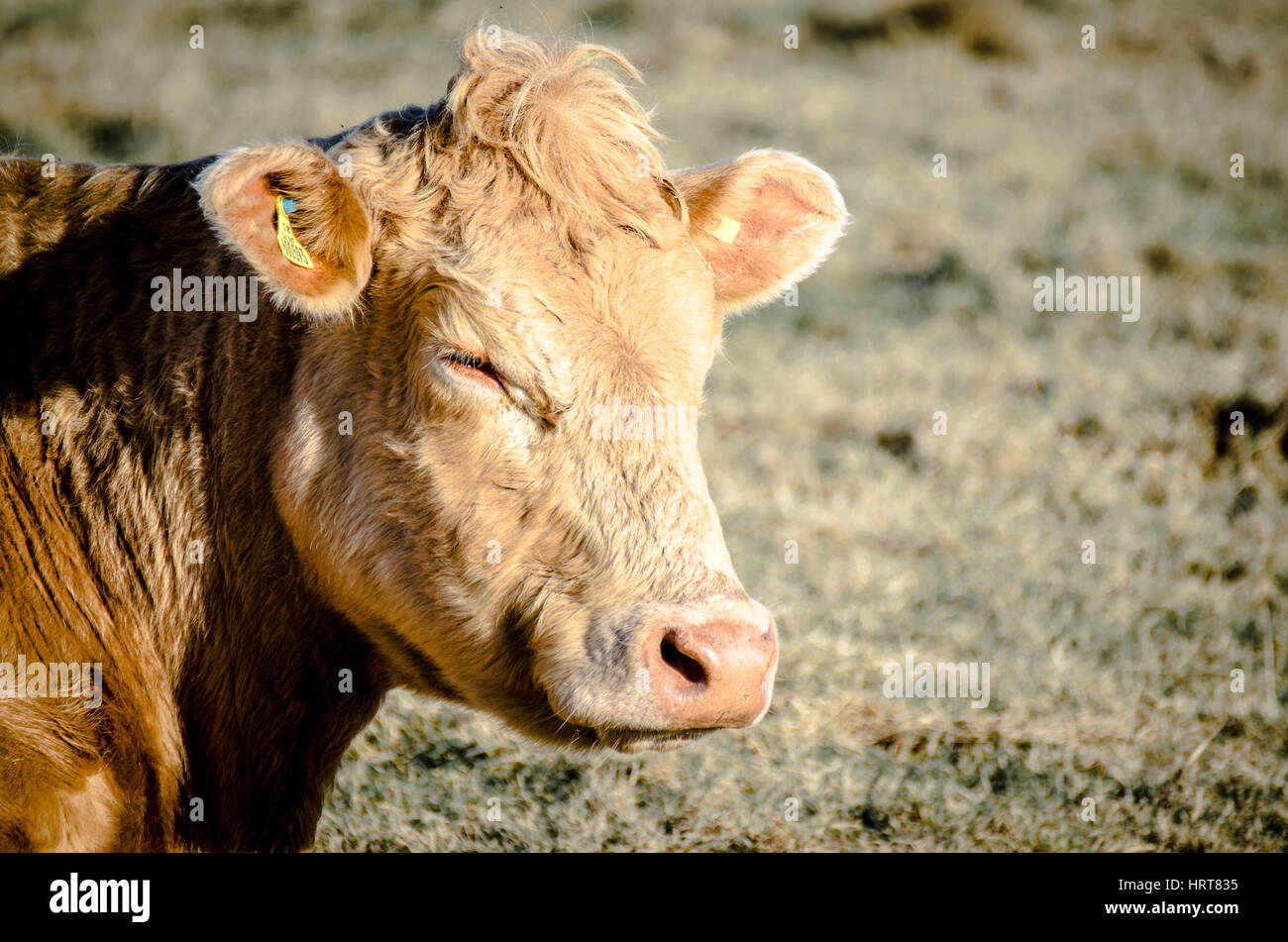 Light Brown Cow Close Up Stock Photo - Alamy