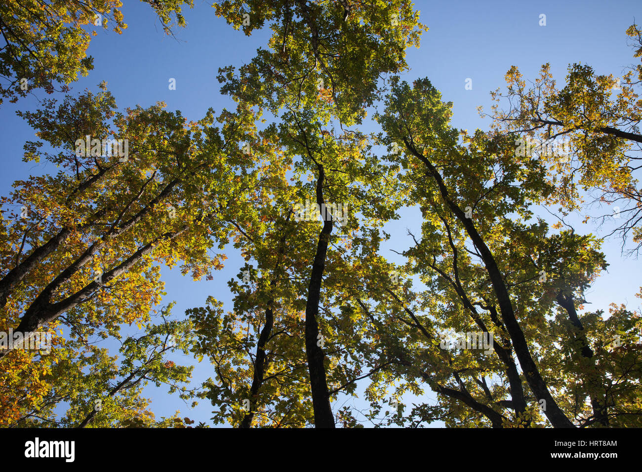 Plant trees hi-res stock photography and images - Alamy