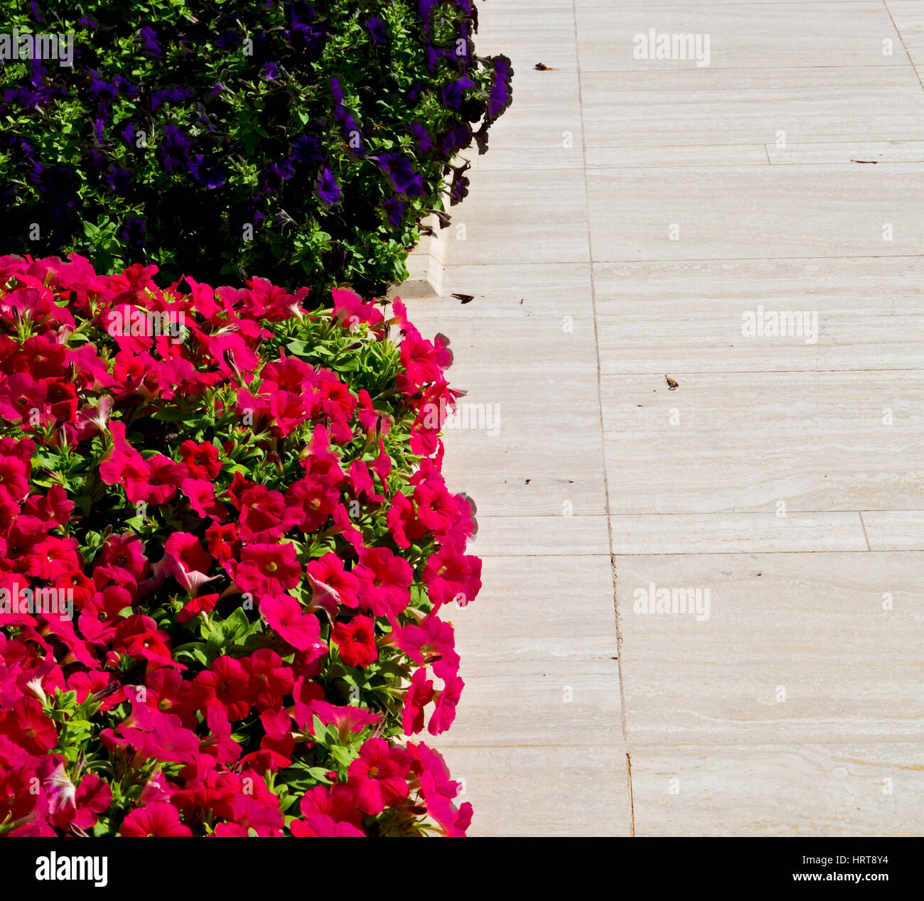 in the spring colors oman flowers and garden Stock Photo - Alamy