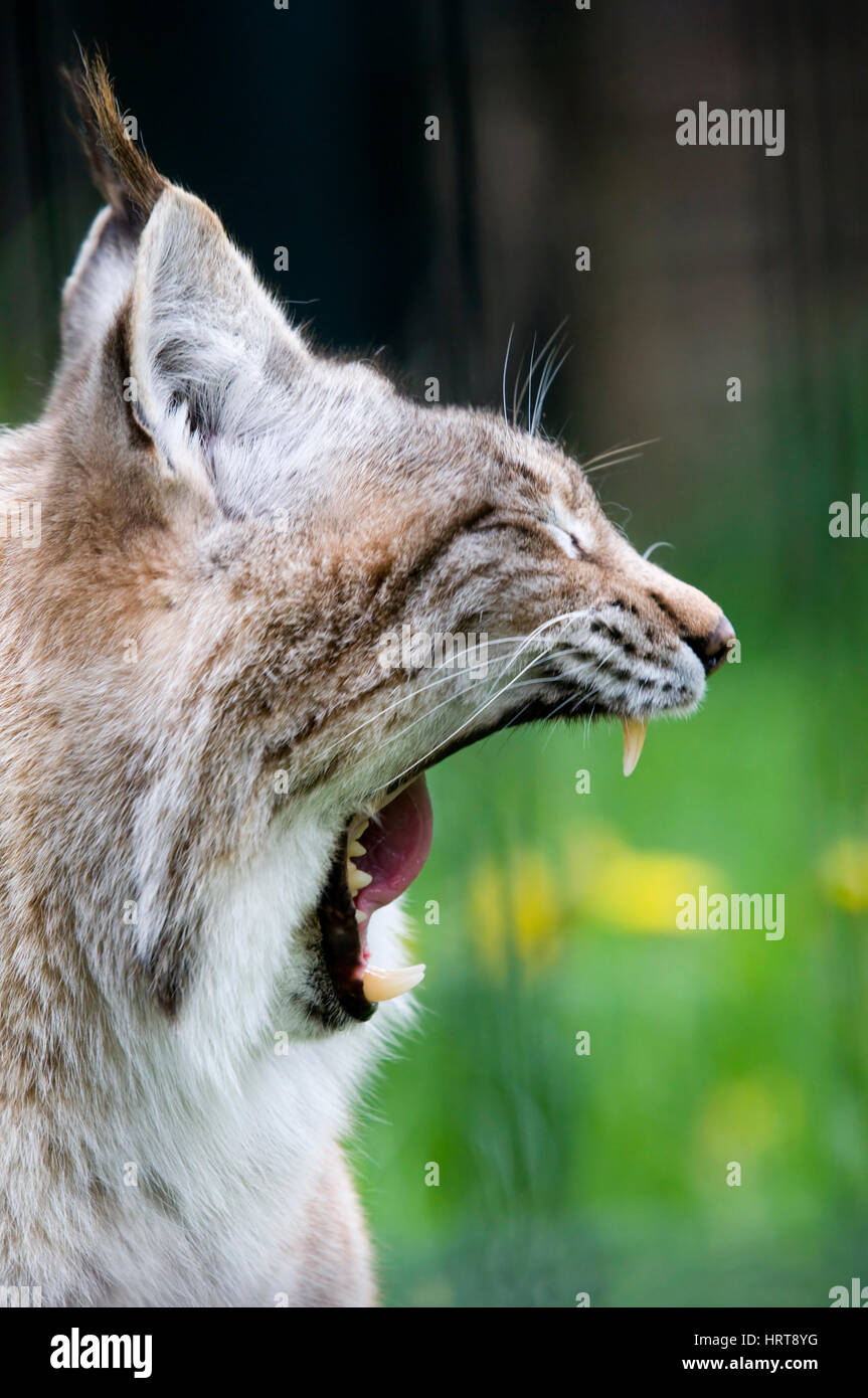 European Lynx Yawning Stock Photos & European Lynx Yawning Stock Images ...