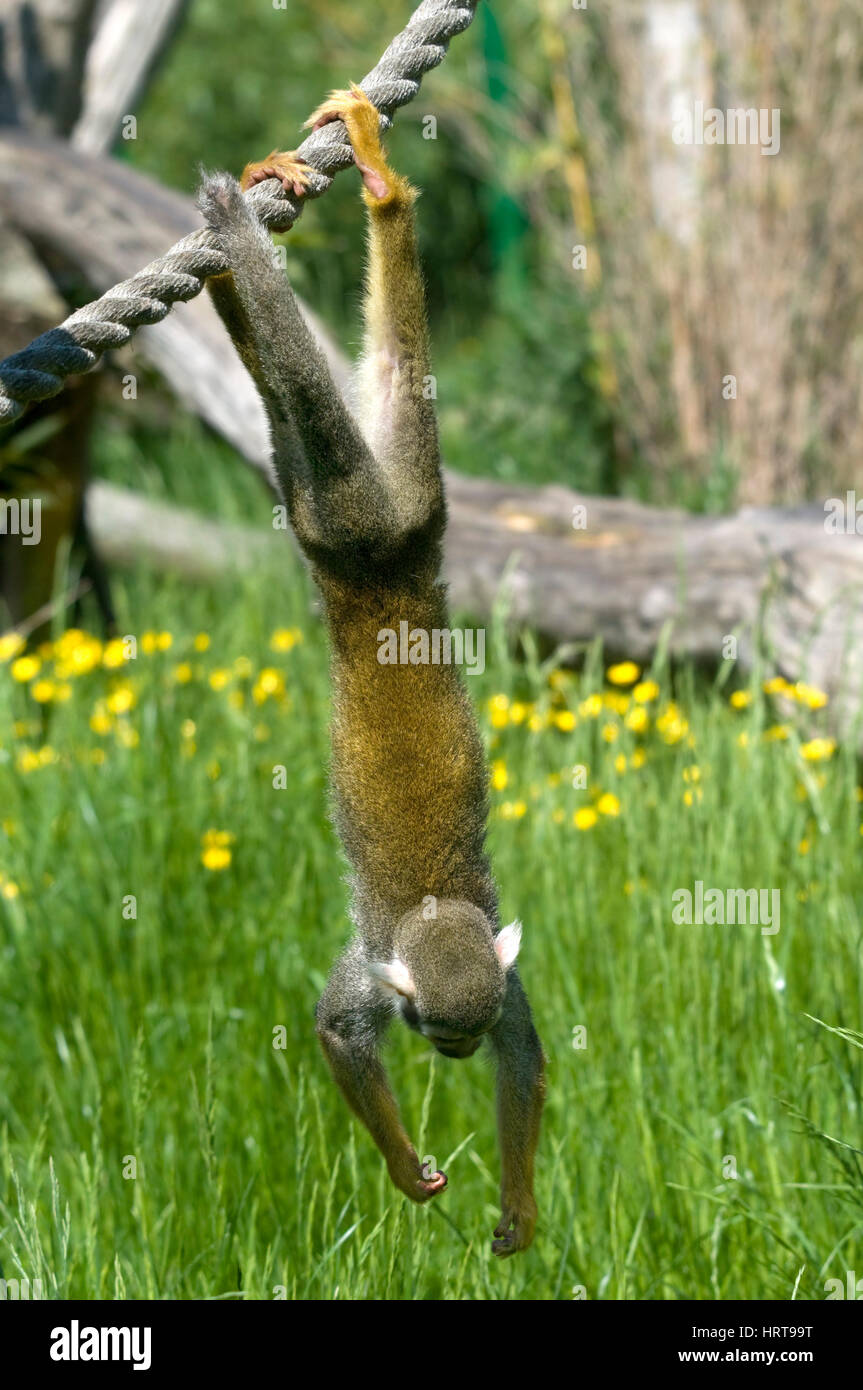 Squirrel Monkey - Saimiri sciureus Stock Photo - Alamy