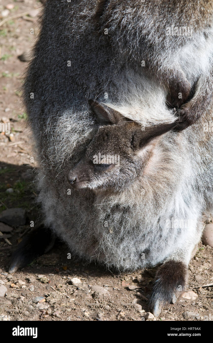Wallaby Joey In A Pouch - Macropus rufogriseus Stock Photo - Alamy