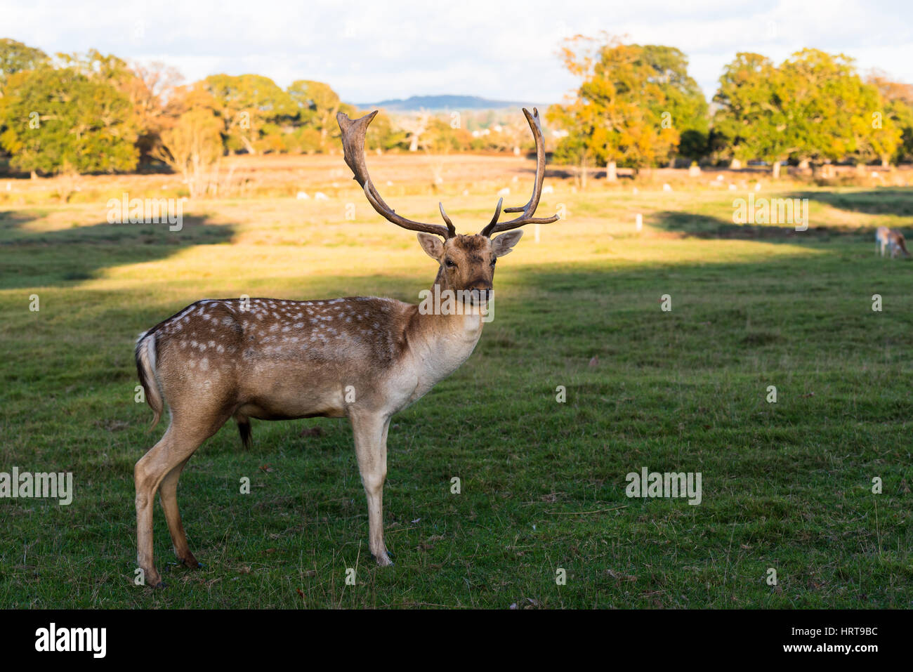 Fallow deer at Powderham Castle, Devon, England Stock Photo - Alamy