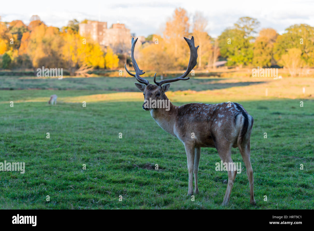 Fallow deer at Powderham Castle, Devon, England Stock Photo - Alamy