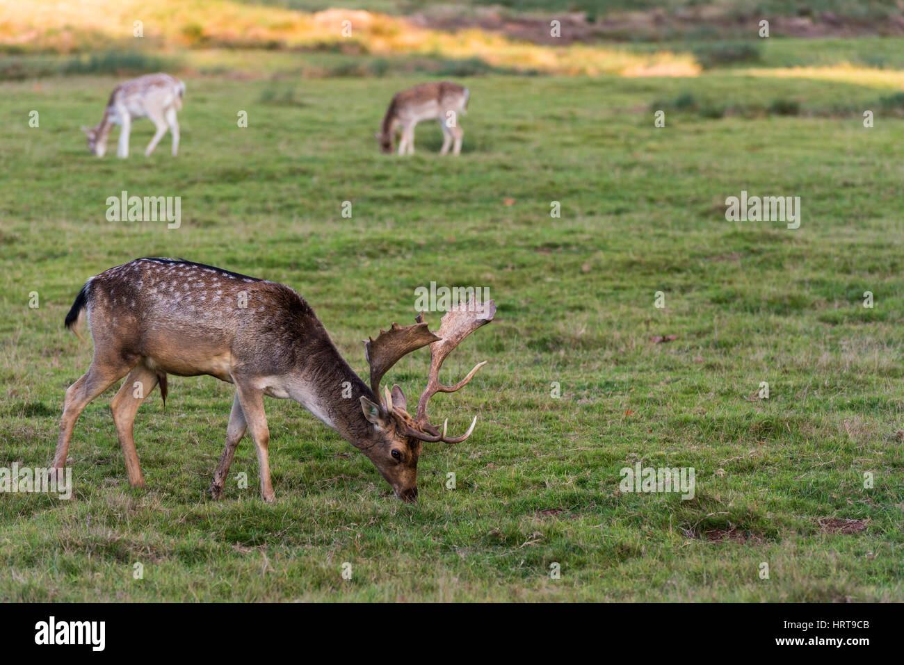 Fallow deer at Powderham Castle, Devon, England Stock Photo - Alamy