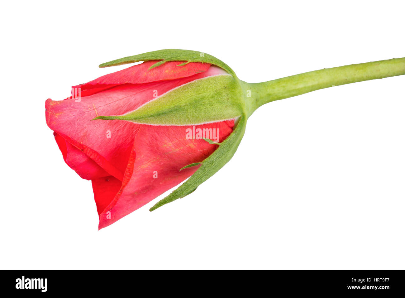 Red rose isolated on a white background Stock Photo - Alamy