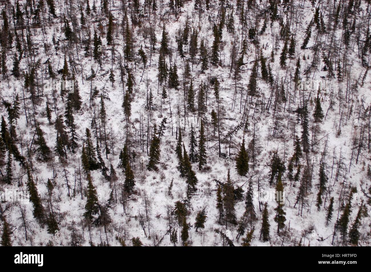 Boreal Forest , Churchill , Manitoba , Northern Canada winter , tundra ...