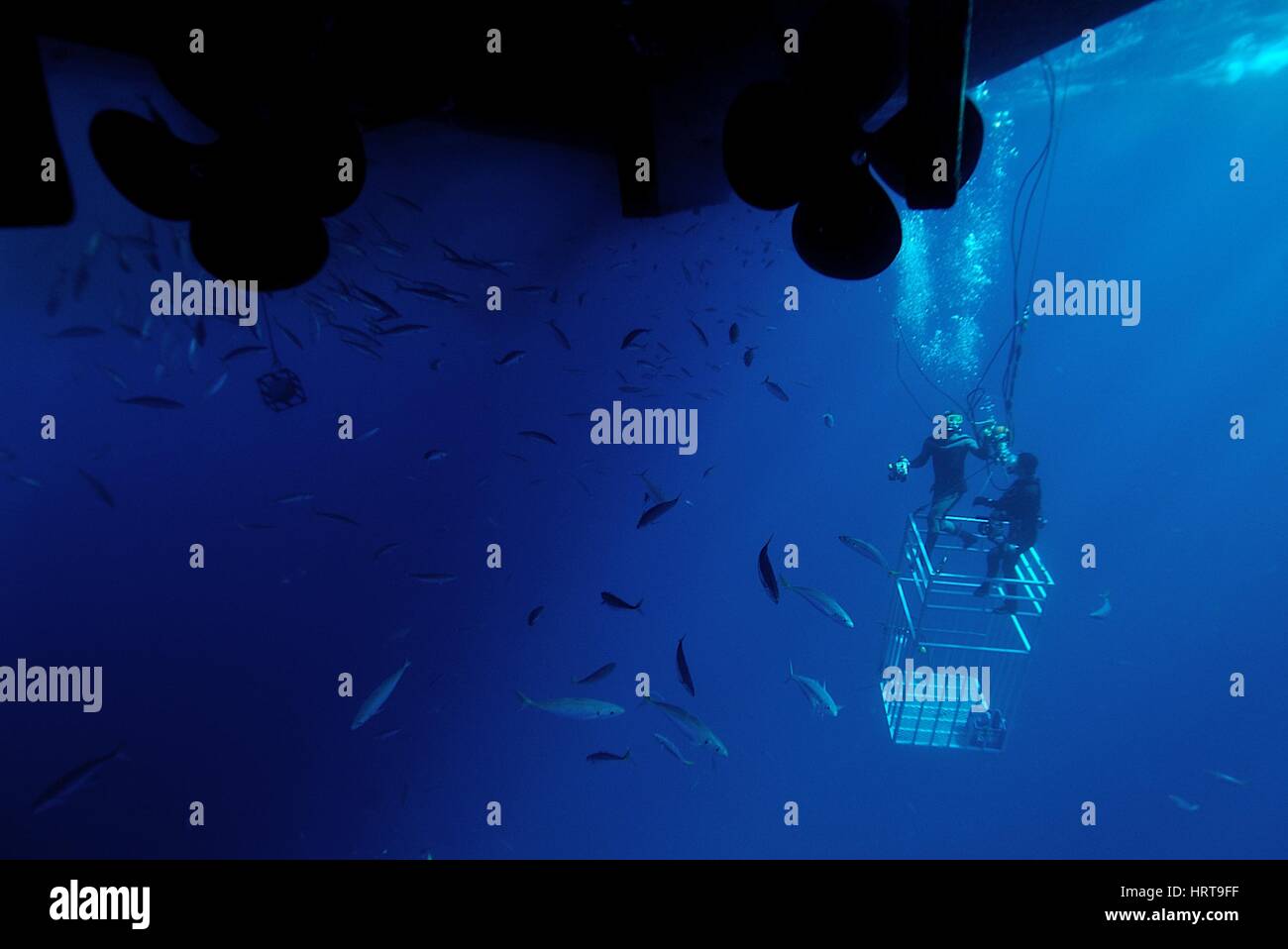 Shark cage attack hi-res stock photography and images - Alamy