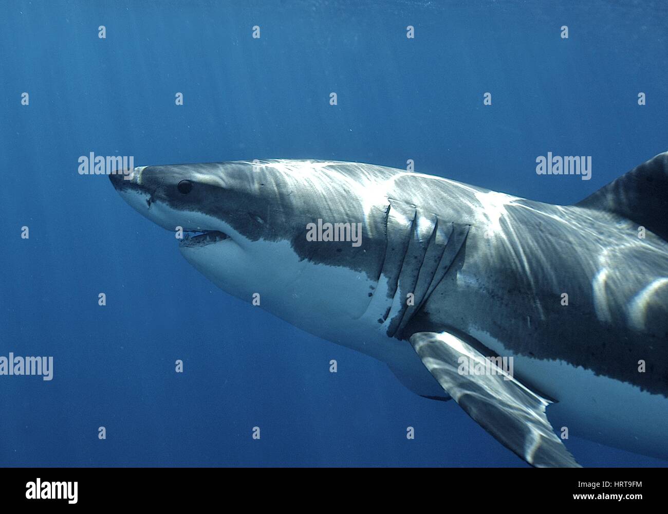 Great White Shark ( Charcaradon carcarias ).Guadalupe Island, Baja ...