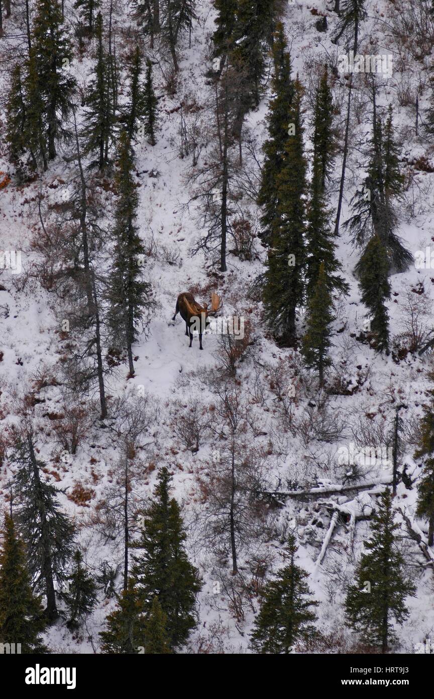 Moose in snowy Boreal Forest , Churchill , Canada winter , tundra ...