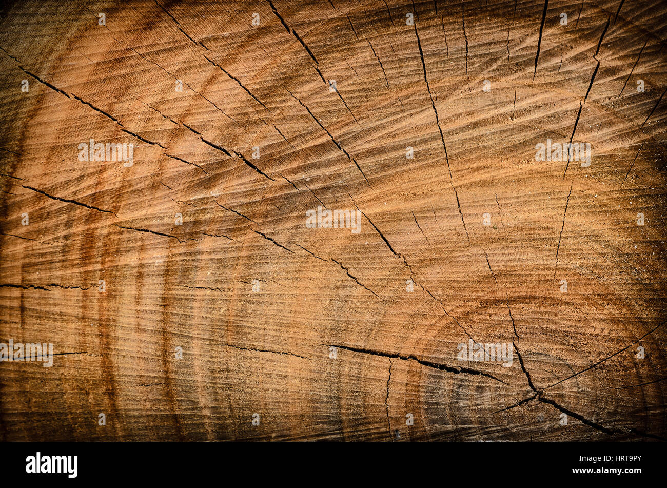 Tree cross section oak hi-res stock photography and images - Alamy