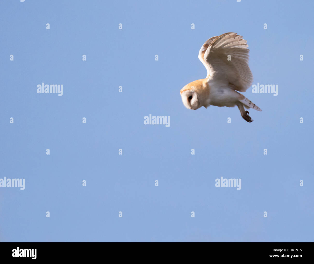 A wild Barn owl (Tyto alba) hovers over it's prey against a blue sky ...